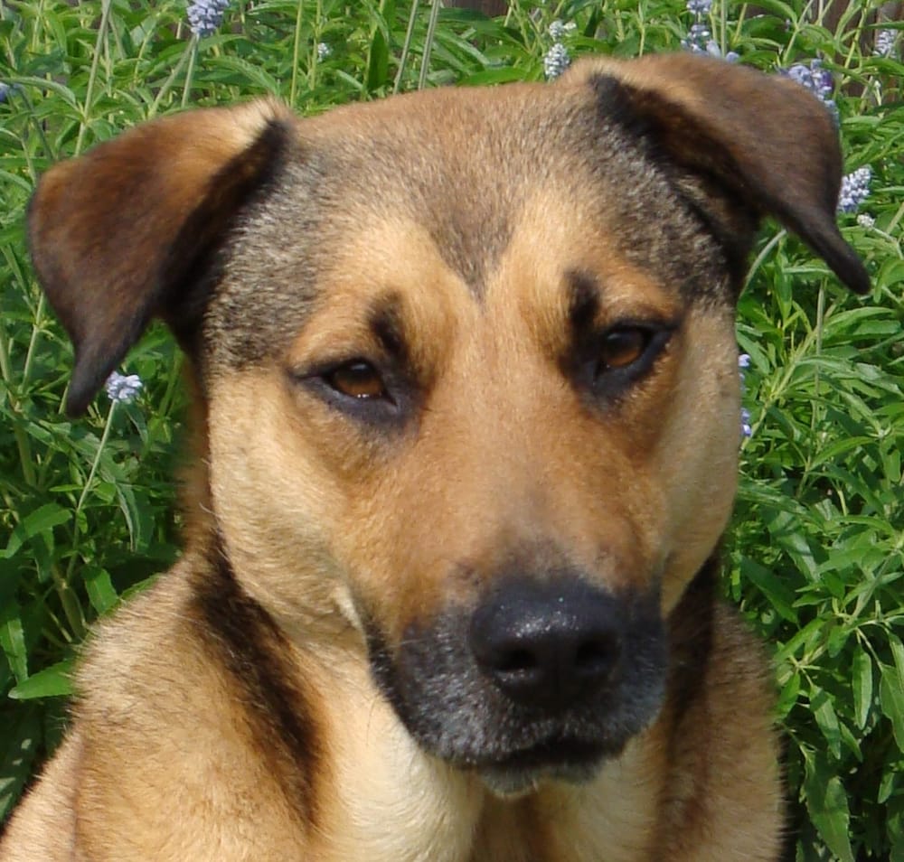 AutoMapper and MediatR Commercial Editions Launch Today